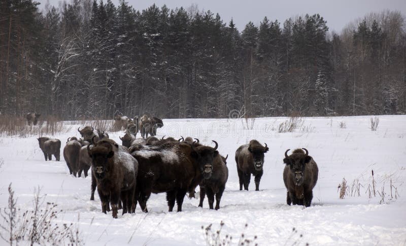 Bison in the Wild in Winter. Wild Animals in the Reserve . Stock Photo ...
