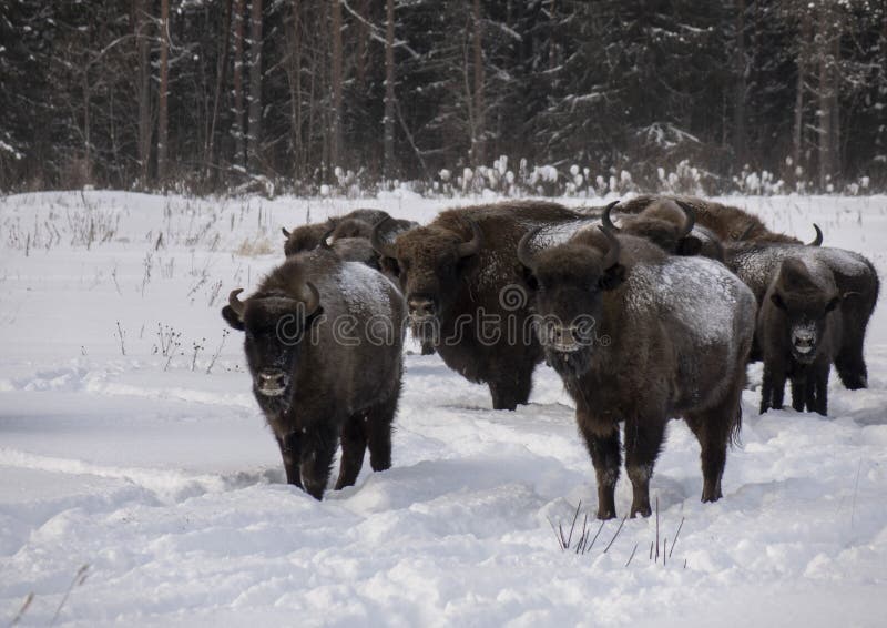 Bison in the Wild in Winter. Wild Animals in the Reserve . Stock Image ...