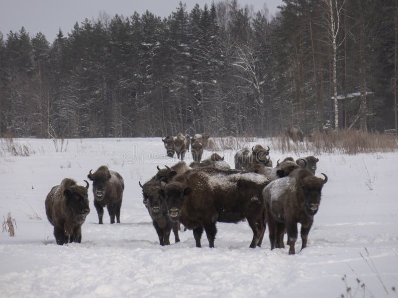 Bison in the Wild in Winter. Wild Animals in the Reserve . Stock Photo ...
