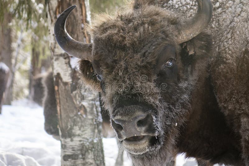 Bison in the Wild in Winter. Wild Animals in the Reserve . Stock Photo ...