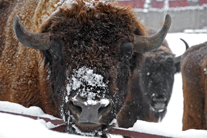 Bison in winter stock photo. Image of standing, strong - 23017552