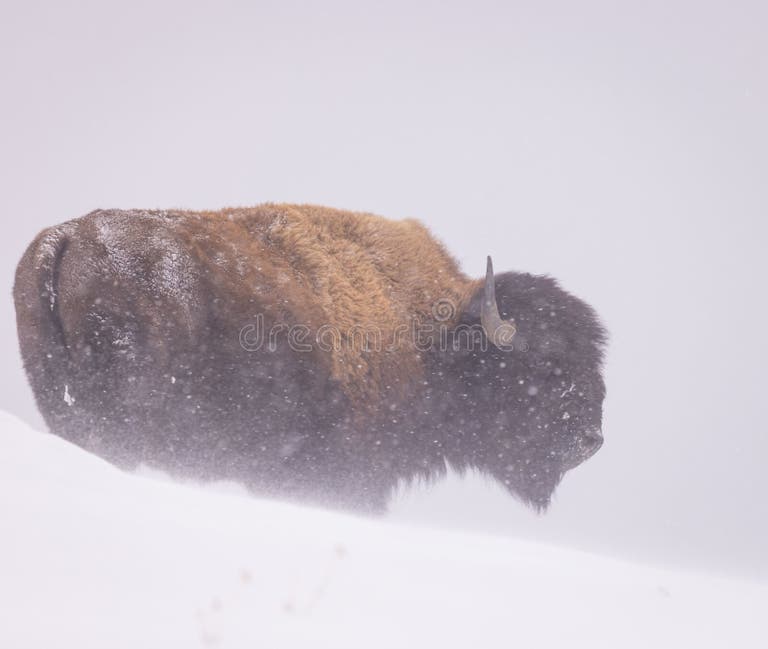 Bison in a Winter Landscape during the Snowfall Stock Photo - Image of mammal, slope: 262855296