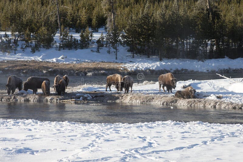 Bison in Winter Scene in Yellowstone National Park Stock Photo - Image ...