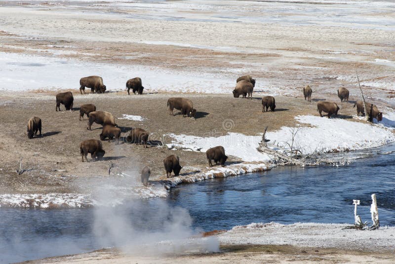 Winter Scene in Yellowstone National Park Stock Image - Image of nature ...