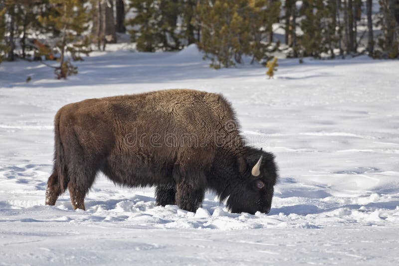 Bison, Winter, Yellowstone NP Stock Image - Image of cold, animals ...