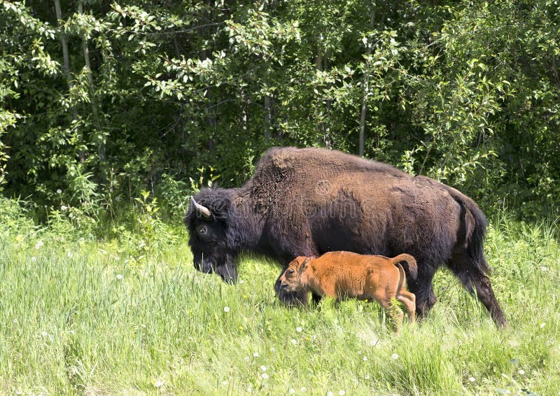 Bison stock image. Image of forest, bull, canada, columbia - 56542689