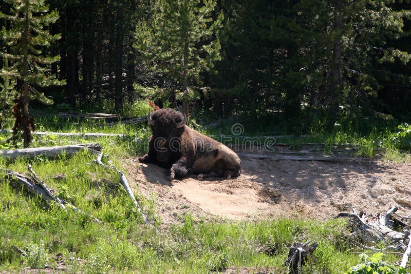 American bison stock photo. Image of field, landscape - 34188396