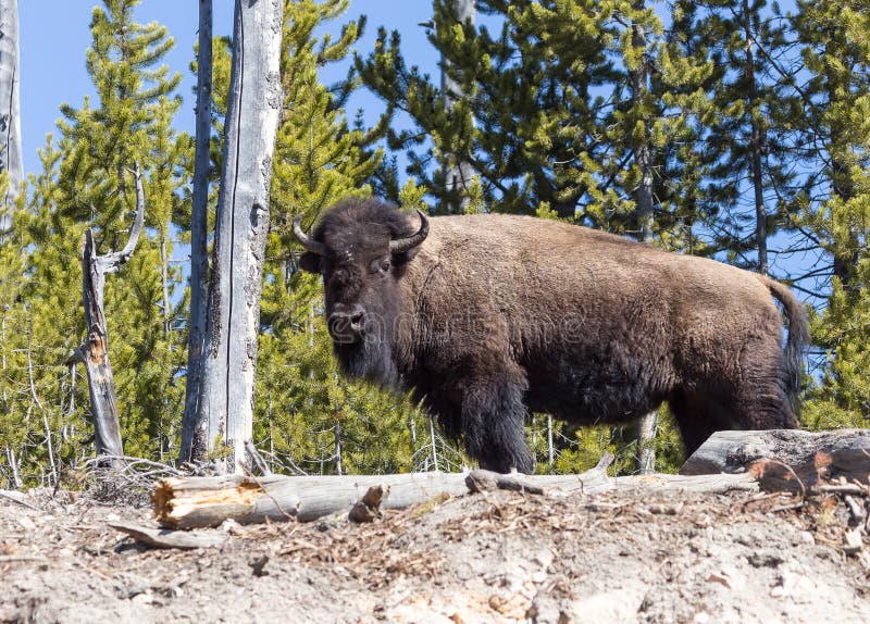 Bison stock photo. Image of buffalo, bison, hair, native - 53121854