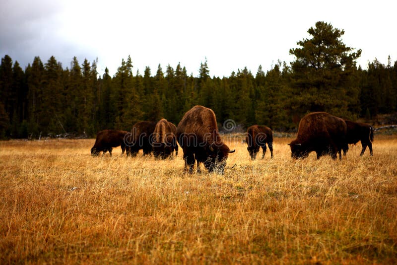 Bison stock image. Image of large, states, nature, family - 47608445