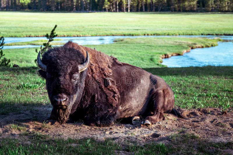 Bison in Yellowstone National Park Sleeping Stock Image - Image of ...