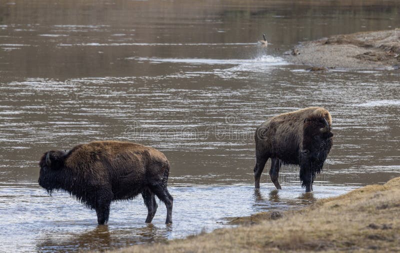 Bison in the Yellowstone River in Springtime in Yellowstone National ...