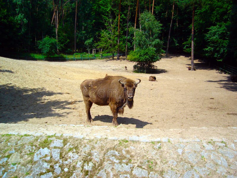 Bison in the zoo stock image. Image of wild, forest - 188530777