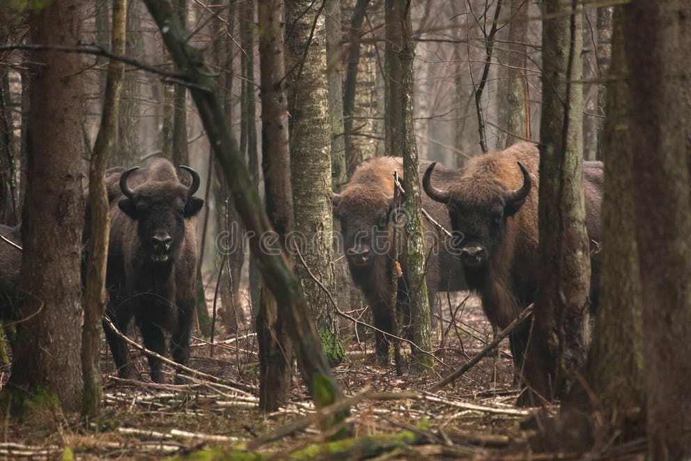 616 Zubr Animal Stock Photos - Free & Royalty-Free Stock Photos from ...