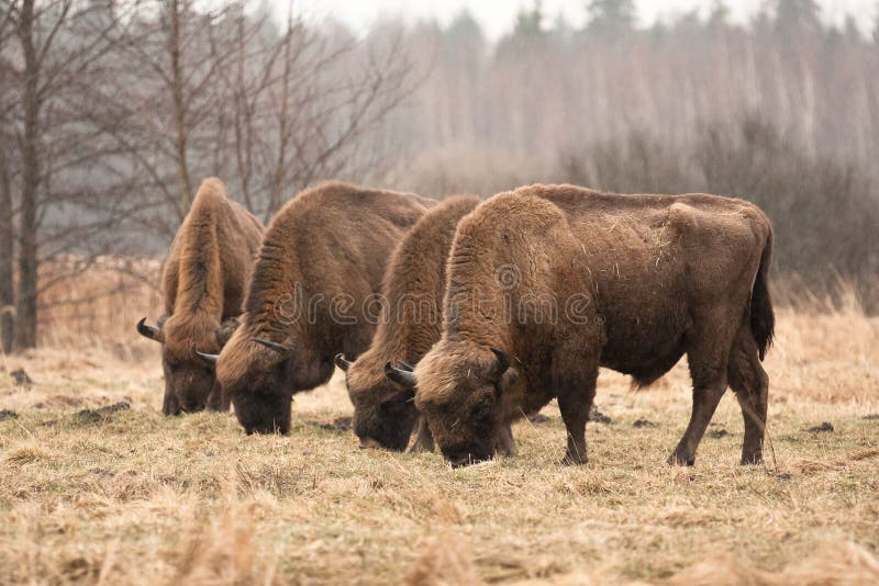 European Bisons stock photo. Image of endangered, grazing - 20136752