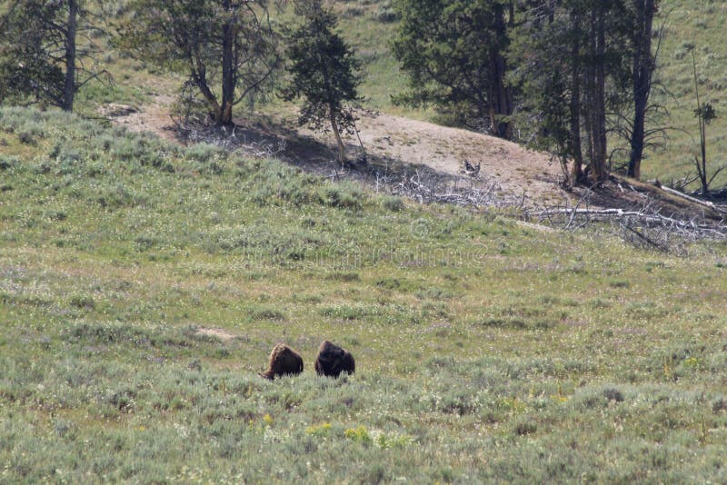 Bisons stock photo. Image of mountains, plains, green - 196626462