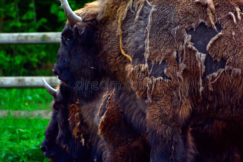 Bisons stock photo. Image of nature, forest, chops, bison - 40993060
