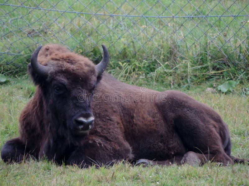 Barba del bisonte immagine stock. Immagine di corni - 100831389