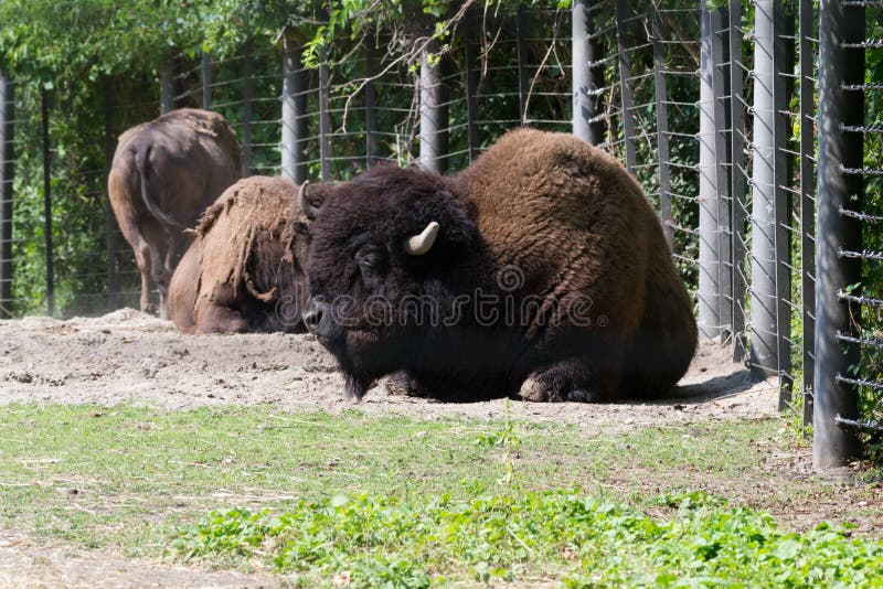 Bisonte americano foto de archivo. Imagen de herbivoro - 111180238