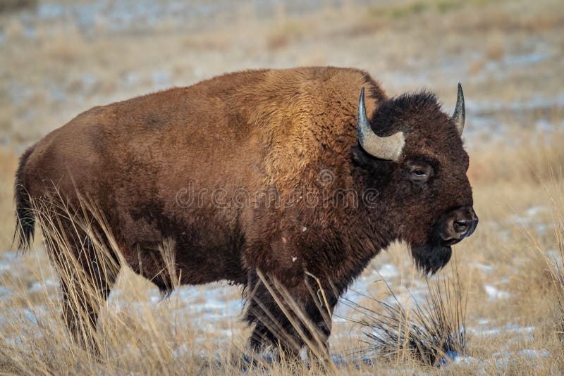 Bisonte americano immagine stock. Immagine di corni, bisonte - 29033345