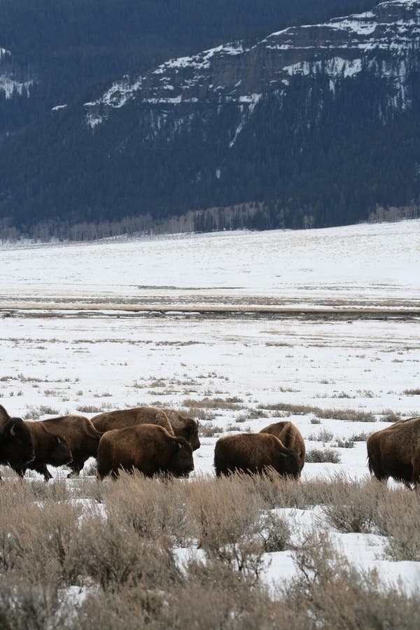 Bisonte americano imagen de archivo. Imagen de montana - 3990427