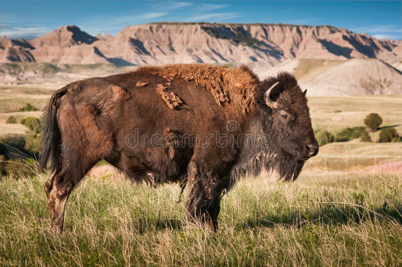 Bisonte Americano Bull (bisonte De Los Badlands Del Bisonte) Imagen de ...