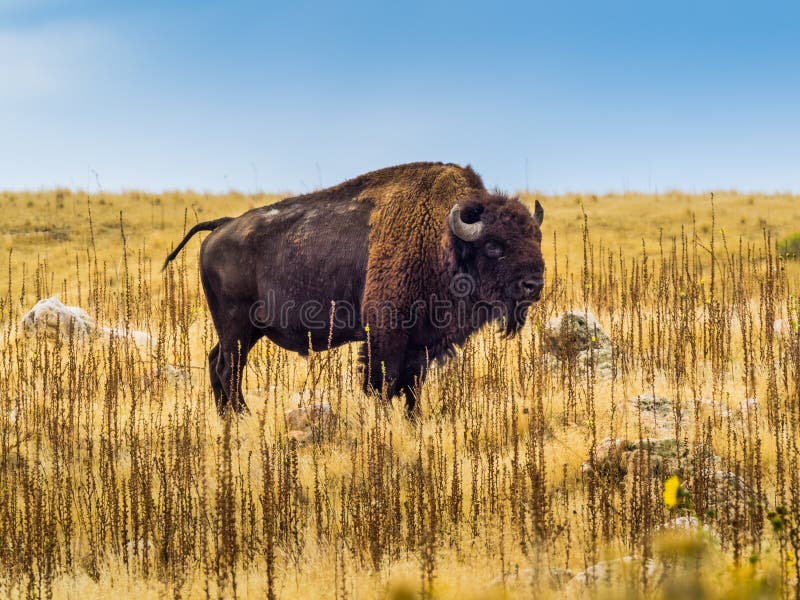 Bisonte Che Si Leva In Piedi Nel Campo Fotografia Stock - Immagine di ...
