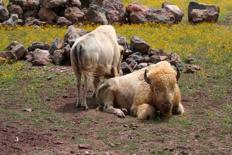 Bisonte blanco imagen de archivo. Imagen de indio, cultura - 27036145