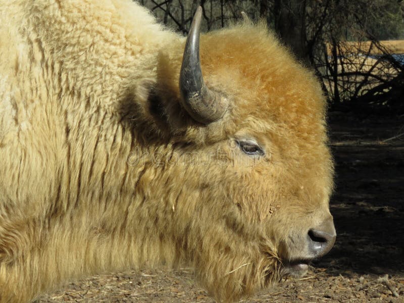 Bisonte blanco imagen de archivo. Imagen de blanco, yermo - 90979727