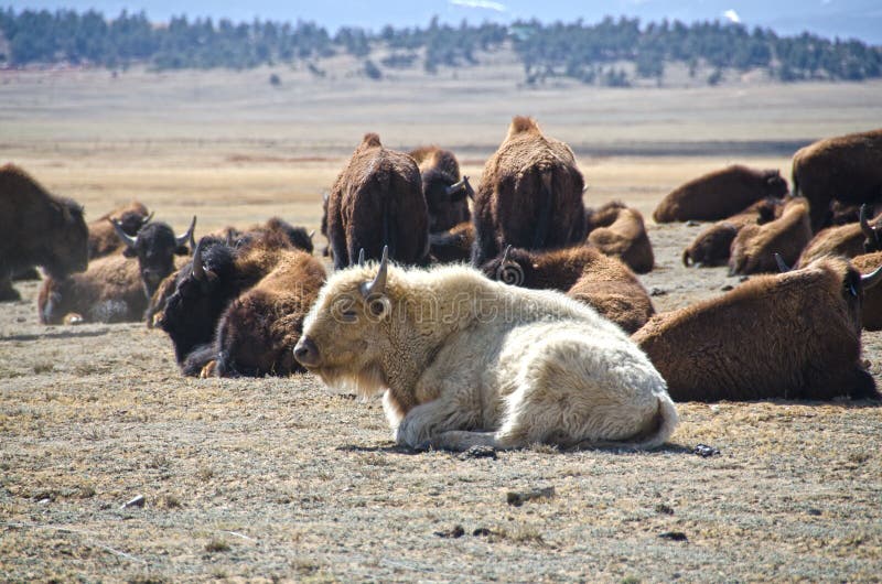 Bisonte Blanco Con La Manada Imagen de archivo - Imagen de albino ...