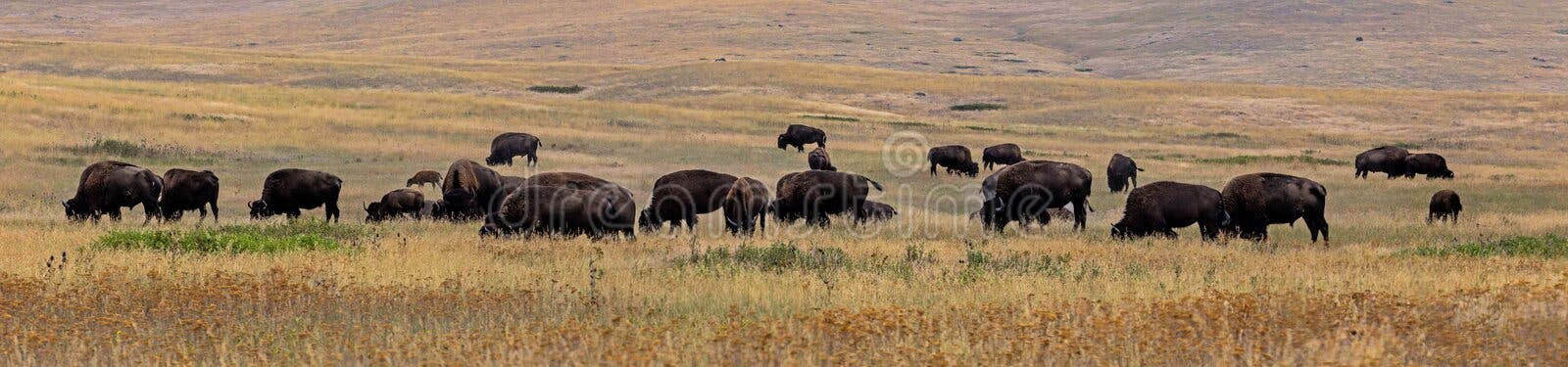 132,366 Fotos de Stock de Buffalo Rut - Fotos de Stock Gratuitas e Sem ...