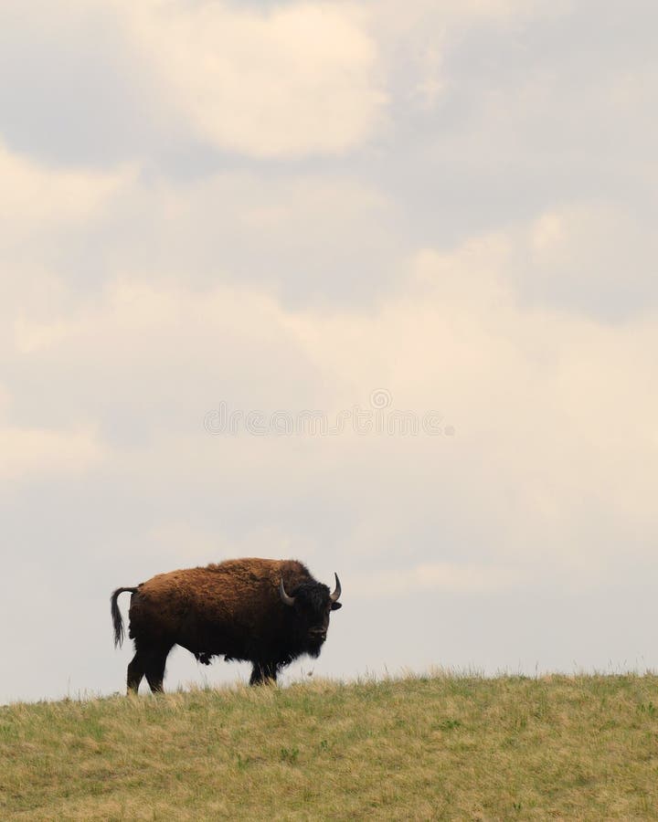 Bison Che Si Trova in Un Campo Fotografia Stock - Immagine di pianure ...