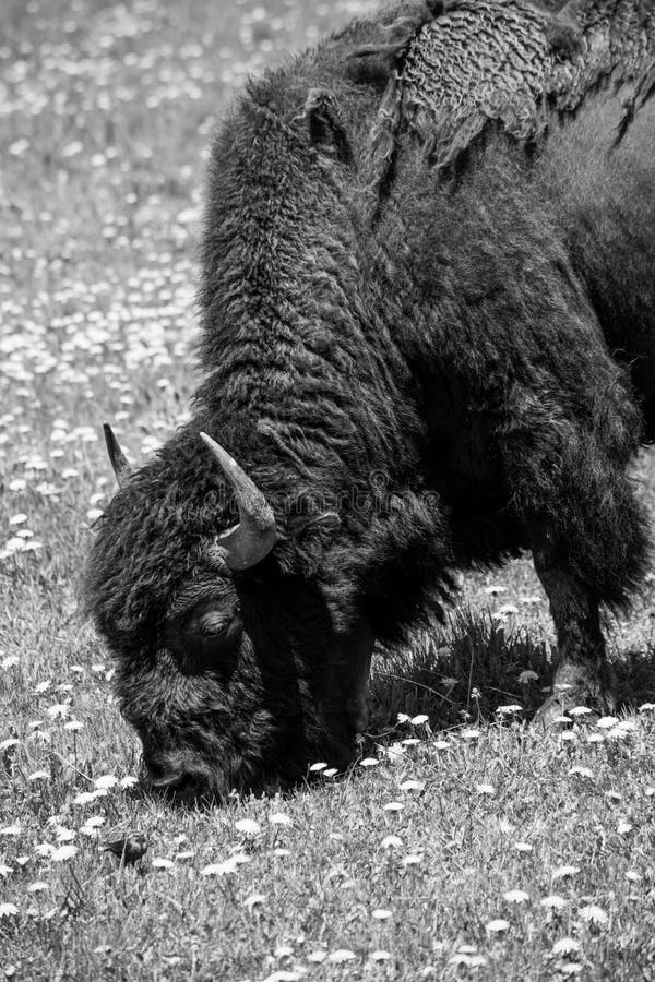 Vertimiento Del Bisonte Blanco Foto de archivo - Imagen de bosque ...