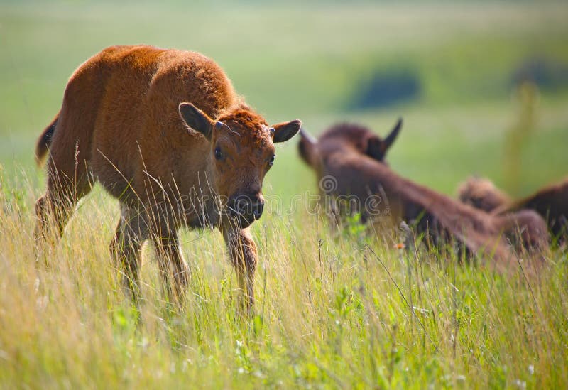 Bisonte Del Búfalo Del Bebé Imagen de archivo - Imagen de animales ...