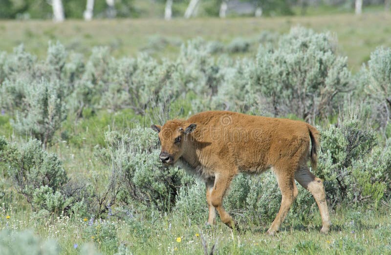 Cría De Bisonte Con Su Madre En El Parque Nacional De Yellowstone ...