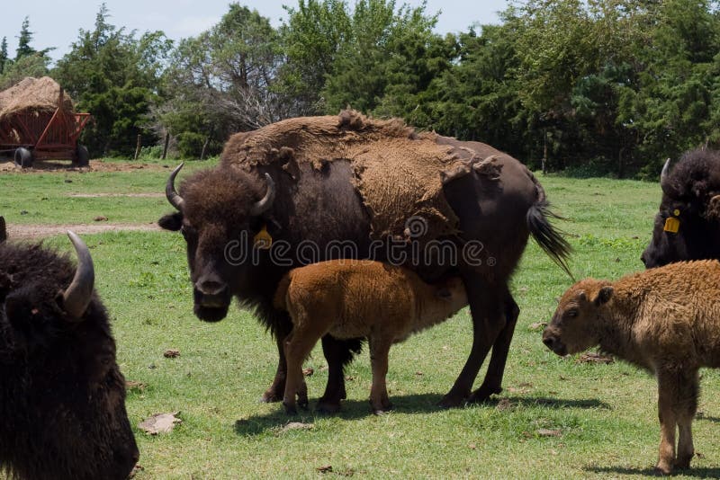 Bisonte Del Oficio De Enfermera Imagen de archivo - Imagen de bisonte ...