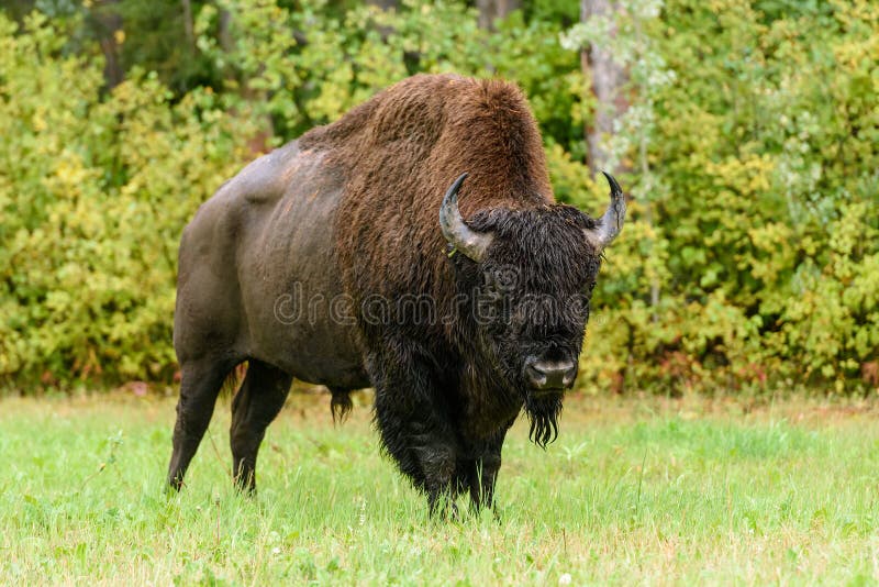 Bisonte Di Legno & X28; Athabascae& X29 Del Bisonte Del Bisonte ...