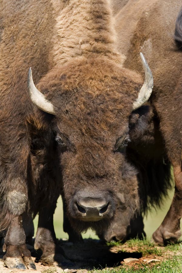 Bisonte II foto de archivo. Imagen de oeste, bisonte - 10024744