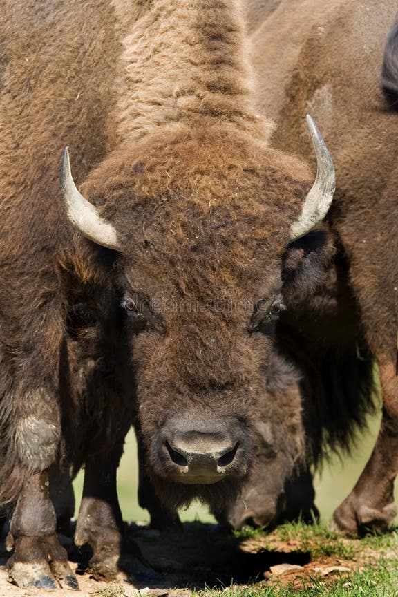 Bison II foto de archivo. Imagen de oeste, bisonte, naturalizado - 10024744
