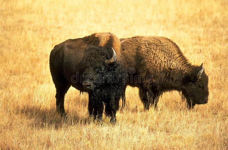 Bisonte norte-americano foto de stock. Imagem de grama - 436100