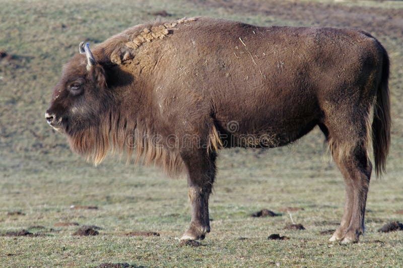 Bisonte rumano imagen de archivo. Imagen de piel, potencia - 39831047