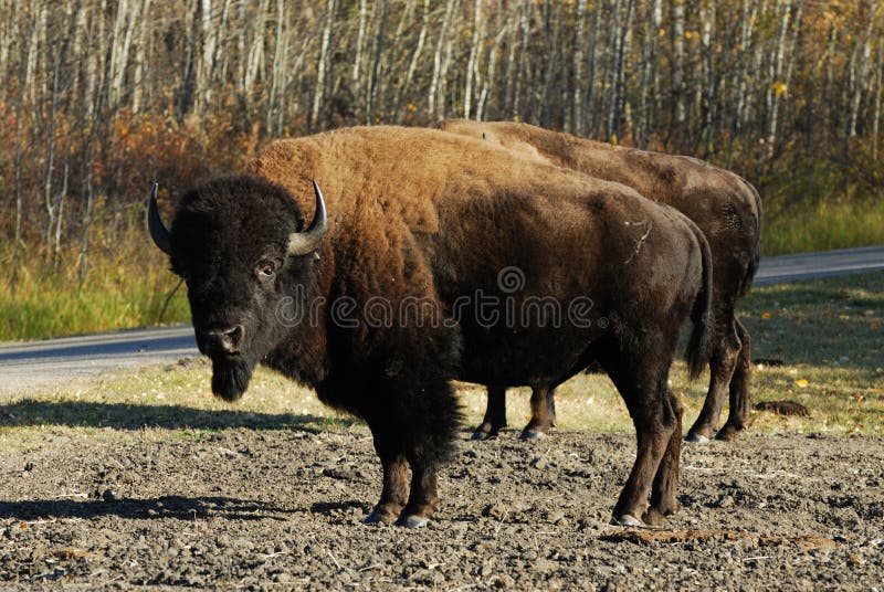 Bisonte Selvagem No Parque Nacional Do Console Dos Alces Foto de Stock ...