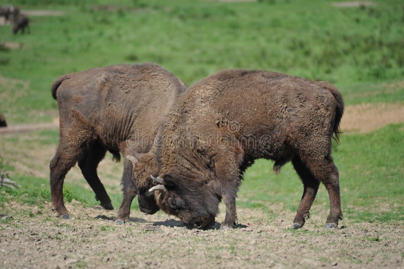 Combattimento dei bisonti immagine stock. Immagine di mammifero - 29033281