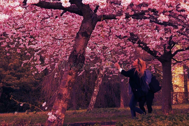 Bispebjerg Walk editorial photo. Image of cherry, sakura - 121207676