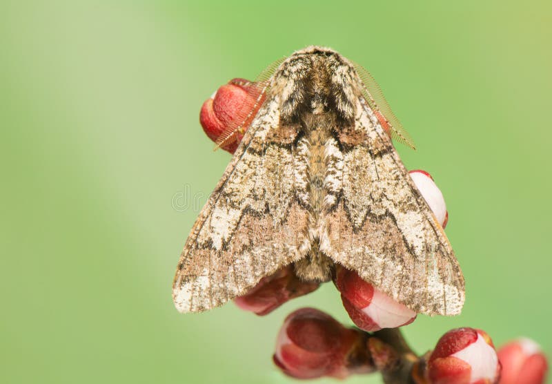 Biston strataria stock image. Image of makro, wing, macrophotography ...