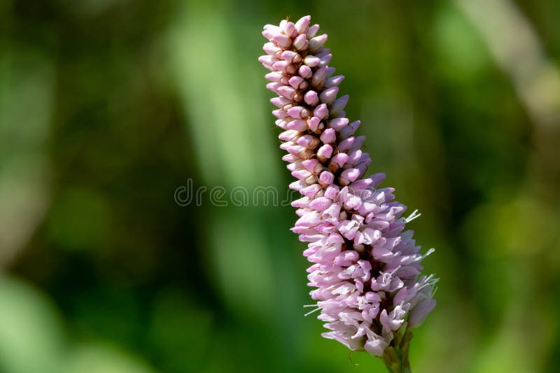 Bistort (bistorta Officinalis) Flower Stock Image - Image of floral ...