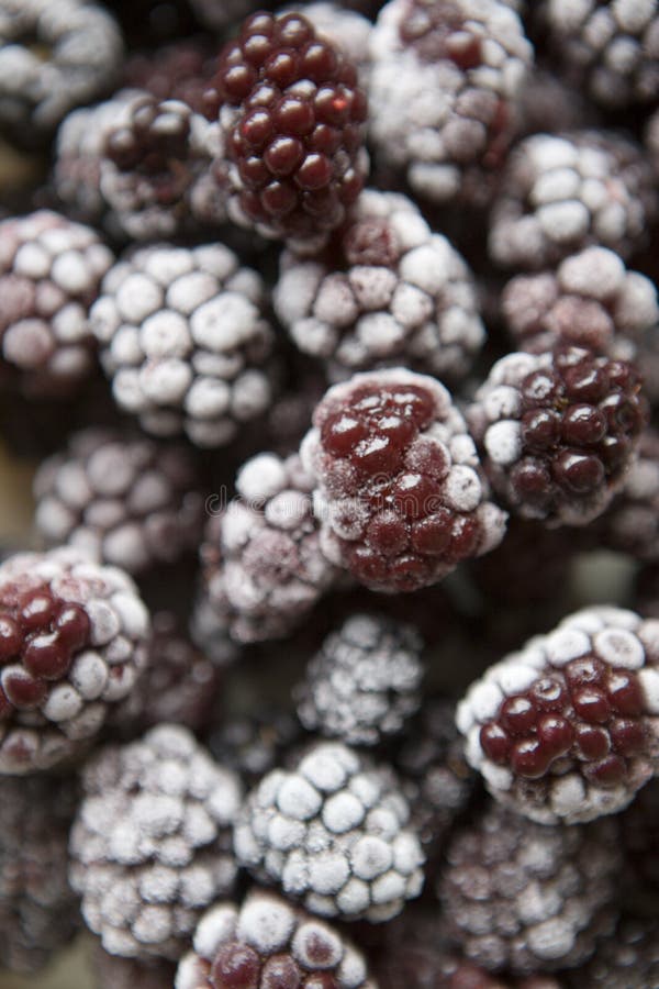 A bit cold stock photo. Image of frozen, fozen, food - 62908048