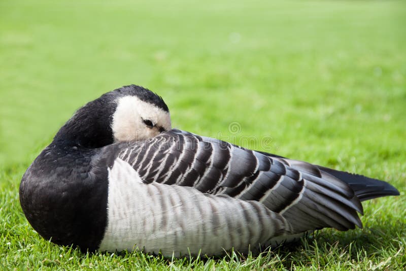 A bit of peace stock photo. Image of holland, black, sleeping - 45776280
