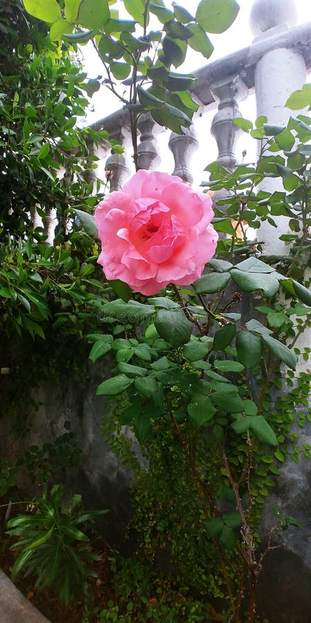 Rose stock image. Image of pink, beautiful, rose, green - 115019123