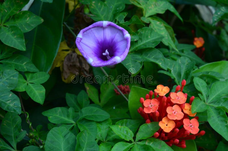 Ipomoea Nil and Ixora Chinensis in Bitang Natural Ecological Park Stock ...