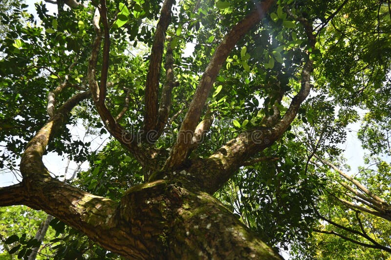 Paku Achu Stock Photos - Free & Royalty-Free Stock Photos from Dreamstime